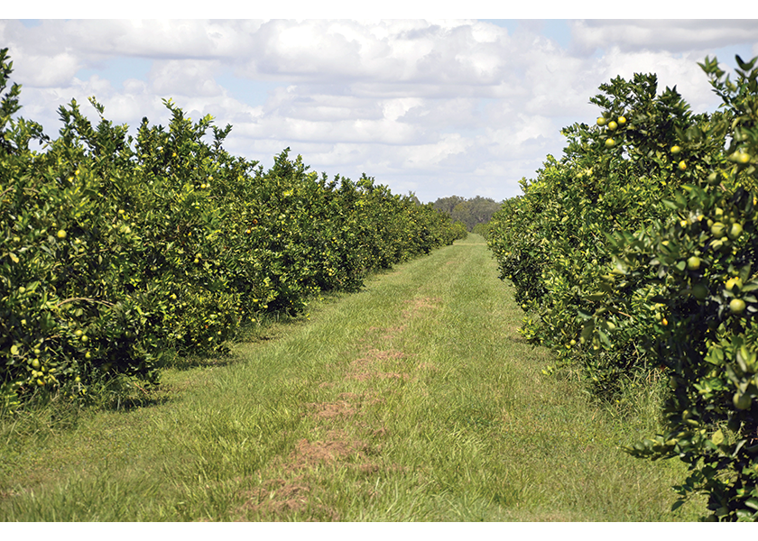 Florida citrus growers optimistic about quality, demand | The Packer