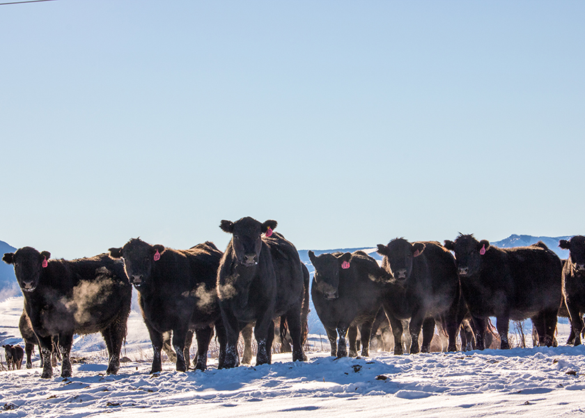 CAB Insider: Quality Holds Up Under Lighter Carcass Weights | Drovers