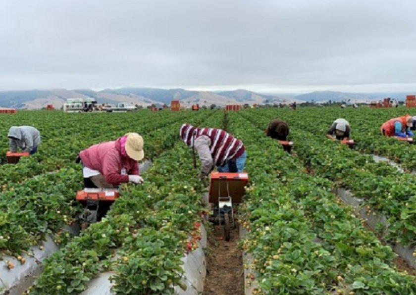 USDA: Field worker wages up 9% this year | The Packer