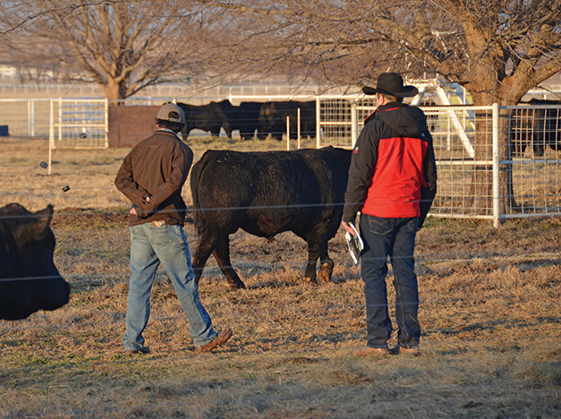 What's A Good Bull Worth? | Drovers