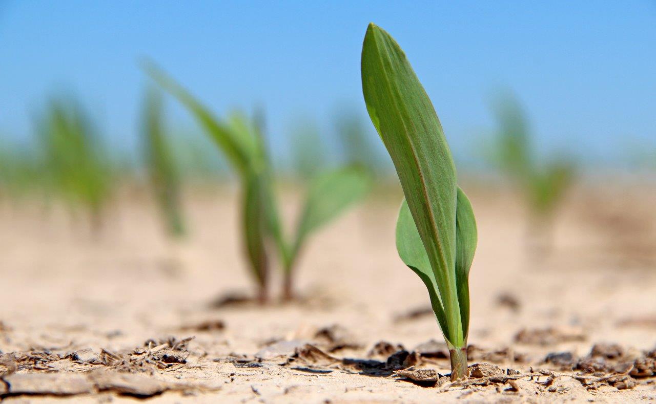 Biologicals and the Seven Wonders of the Corn Yield World | AgWeb