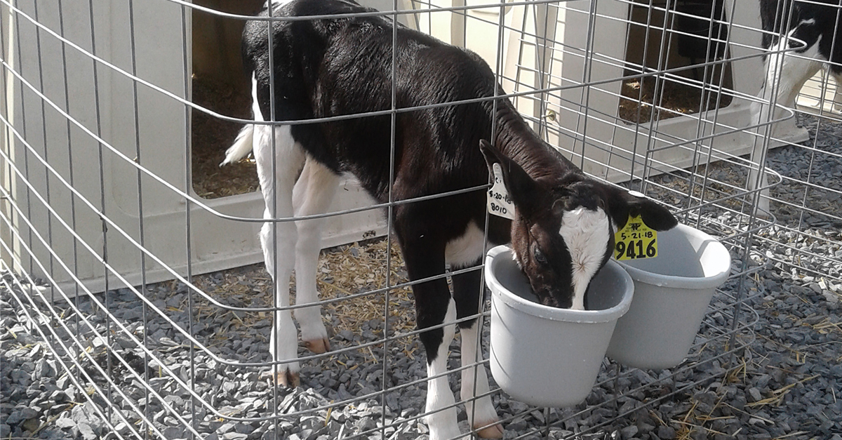 7 Steps to Start Calves on Starter | Bovine Veterinarian