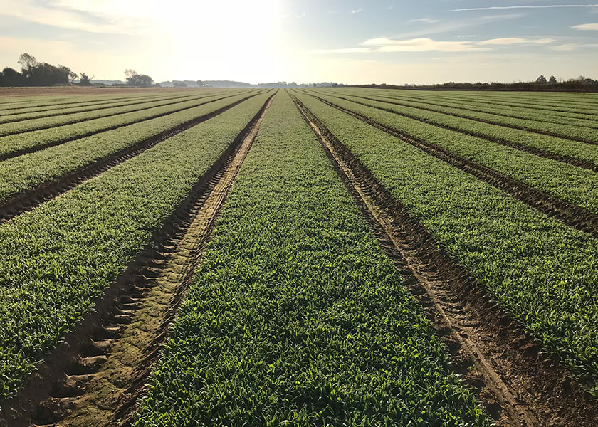 New York State crops off to promising, steady start | The Packer