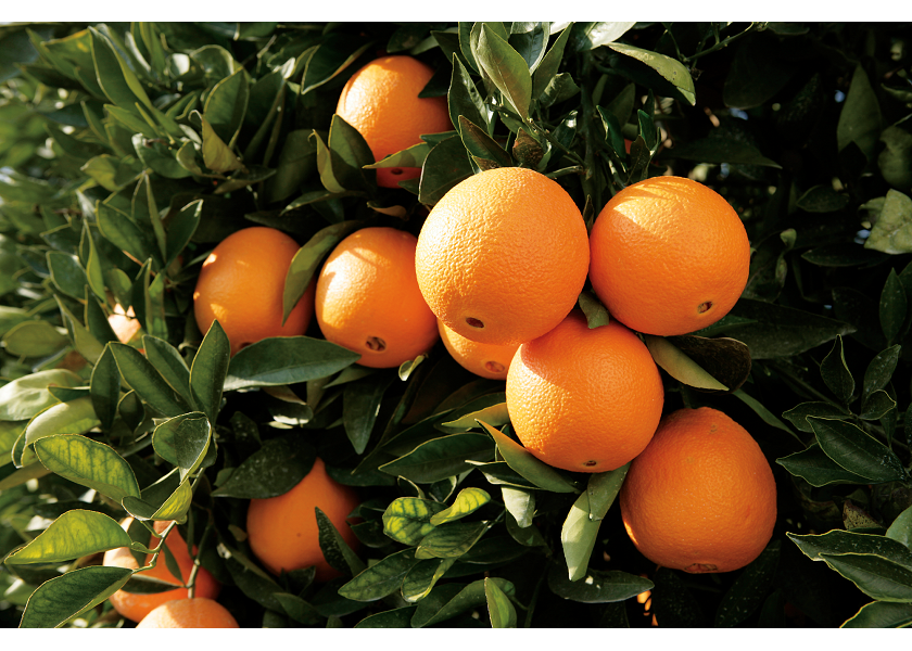 Wonderful Citrus expects strong demand to continue | The Packer