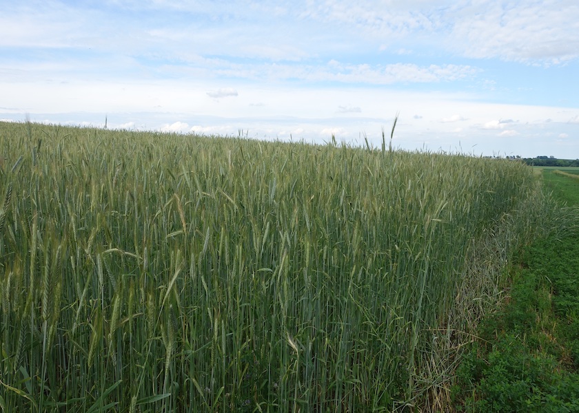10 Reasons Why You Should Love Winter Rye | Dairy Herd