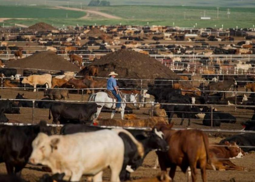 Introducing Cobalt Cattle Company LLC | Drovers