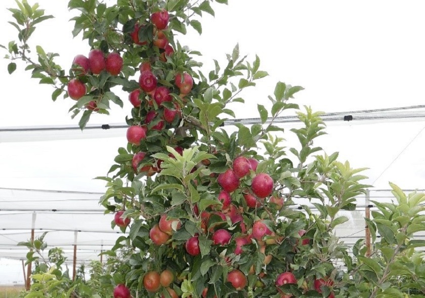 Creating sustainable apple and pear varieties for a warming world | The ...