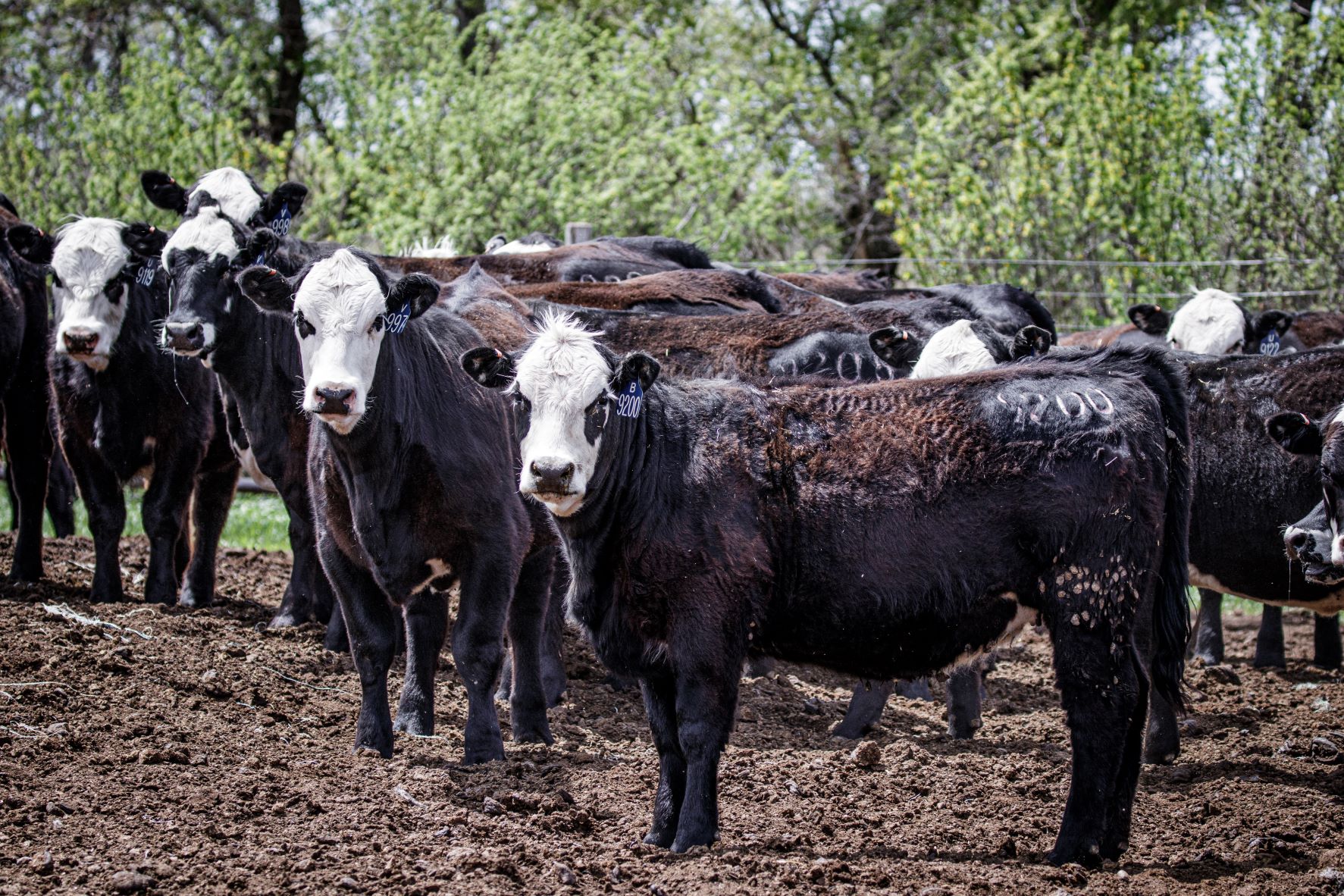 Peel: Expectations for Upcoming USDA Cattle Reports | Drovers