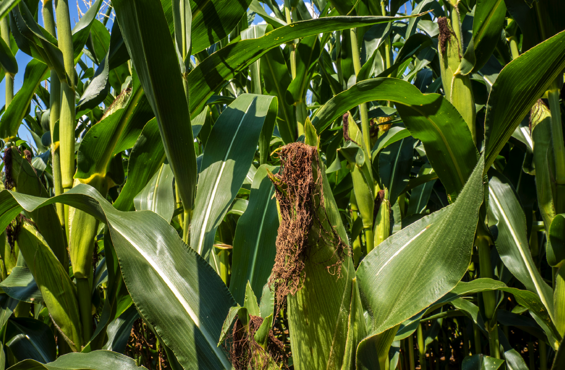 Consider Snaplage Timing and Quality for Optimal Nutrition | Drovers