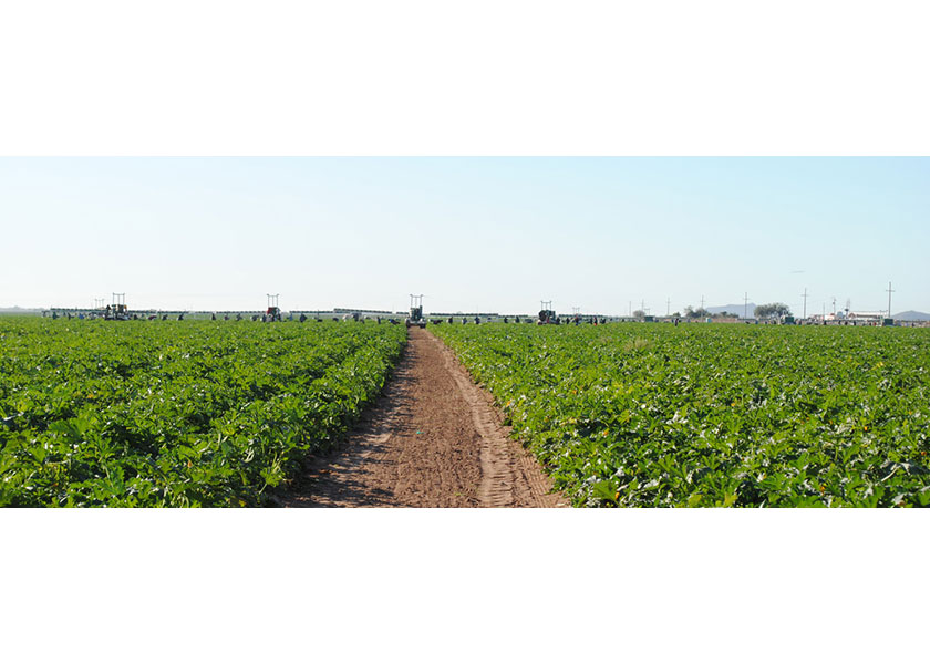 SunFed gaining more volume and availability | The Packer