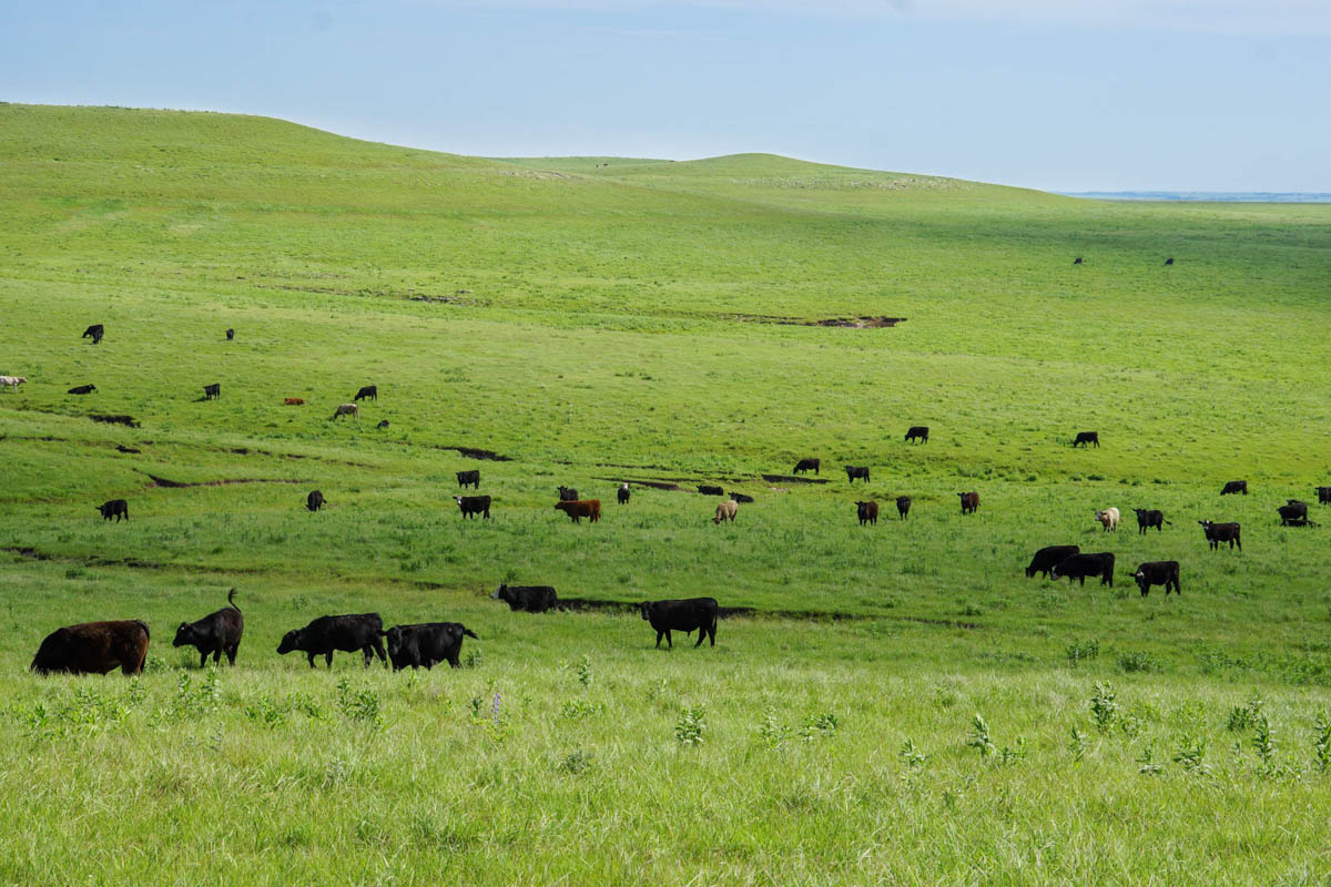 Missouri Packer Must Process Niman Ranch Cattle, Judge Rules | Drovers