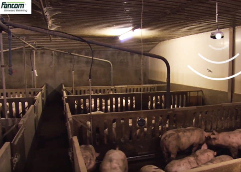 Commercial Camera Solutions for Weighing Finishing Pigs Automatically ...