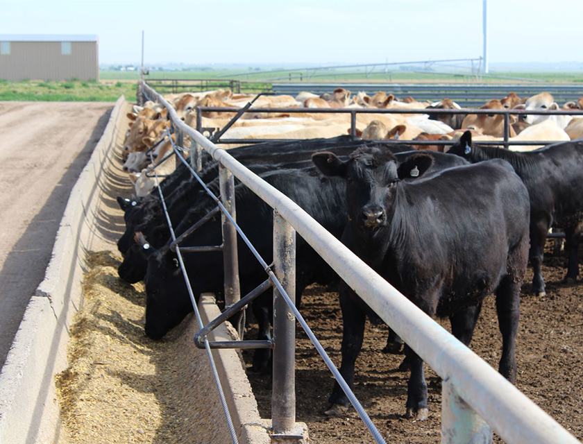 Beef-on-Dairy Continues to See Major Growth | Dairy Herd