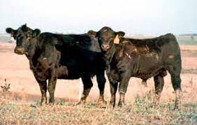Nichols Farms Private Treaty Bull Sale Report | Drovers