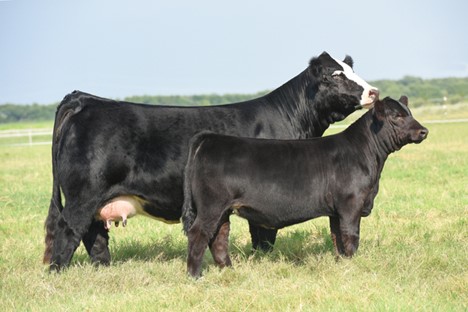 New Technology Allows Producers To Compare EPDs Across Breeds | Drovers