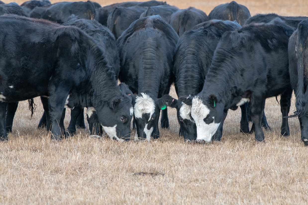 Cow Nutrition Considerations at Calving and Early Lactation | Drovers
