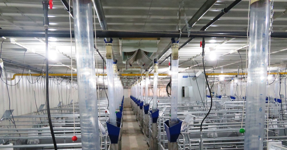 Update Feed Delivery in Farrowing to Reduce Sow Farm Labor | Pork Business