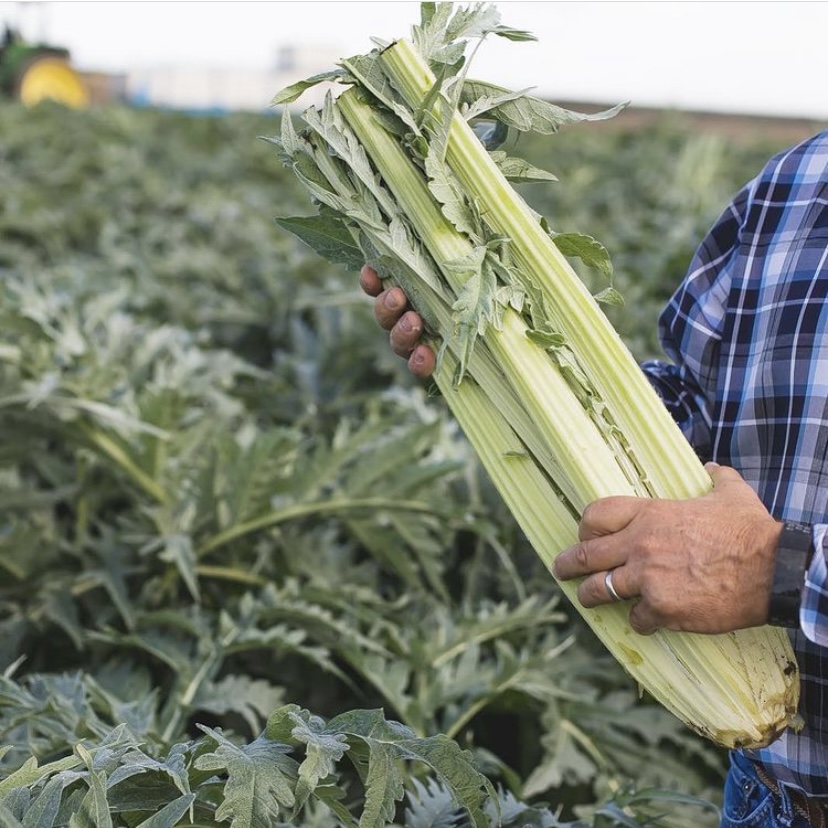 Cardone, an Italian spring favorite | The Packer