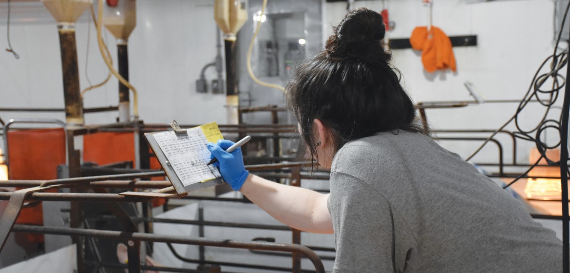 Assisting Sows During Farrowing: When Should You Intervene? | Pork Business