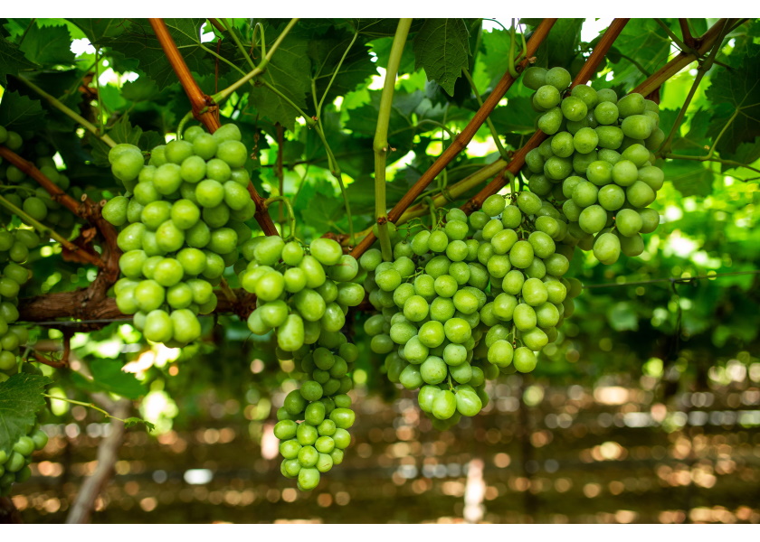 Sponsored: Fresh Farms off to an early start on Mexican grapes | The Packer