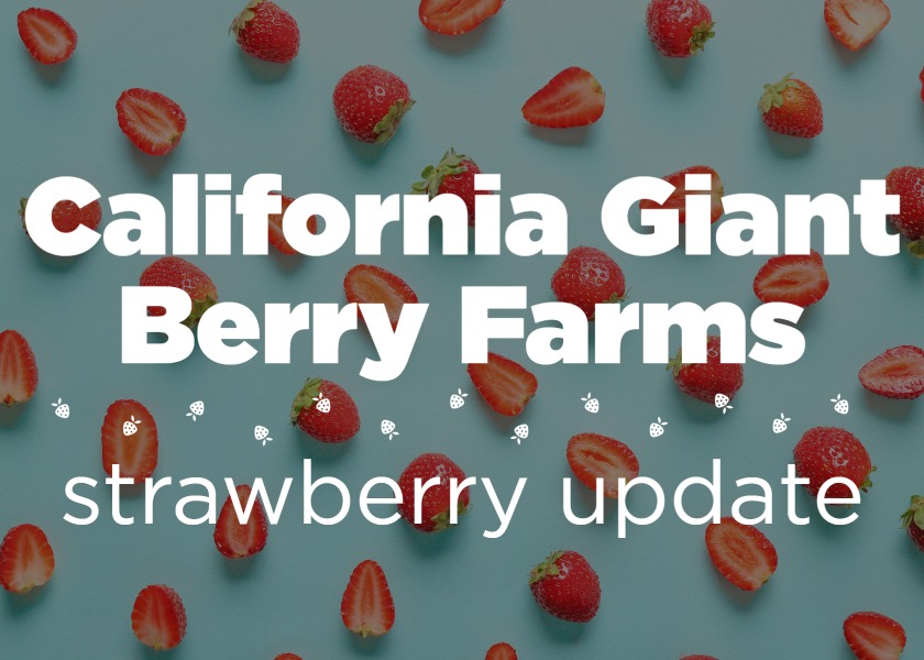 CA Giant expects good volume for May strawberry demand | The Packer