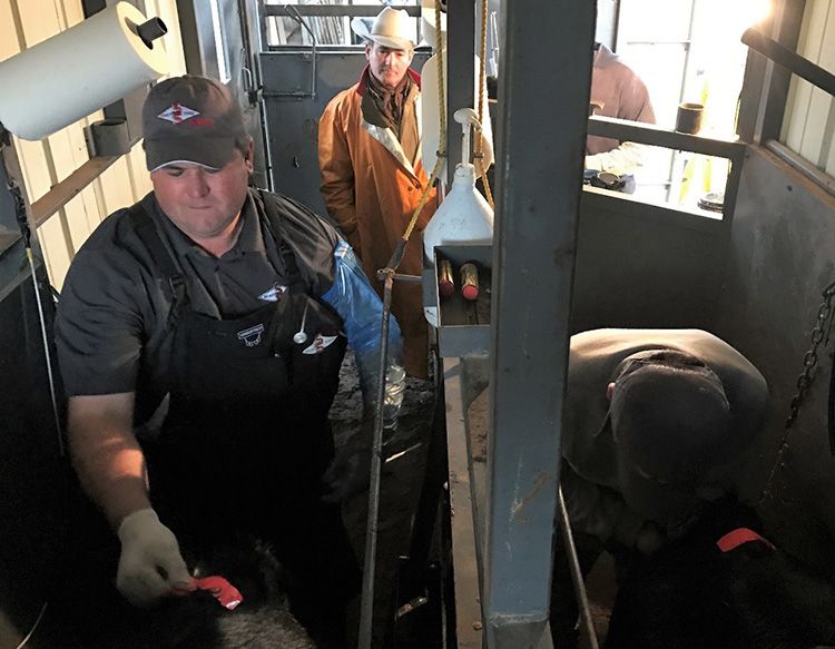 Three Keys for Successful Beef Cattle Artificial Insemination | Drovers