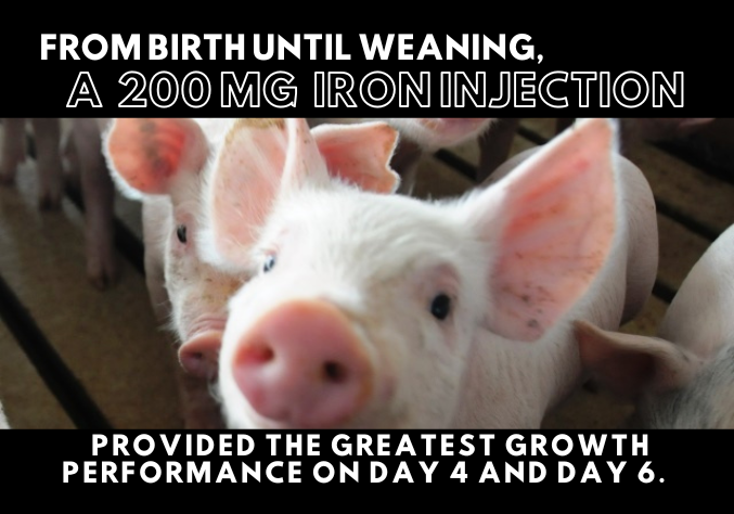 How and When to Give Iron Injections | Pork Business