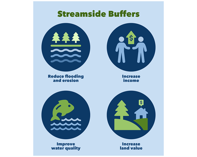 3 Steps to Planting a Tree Buffer | AgWeb