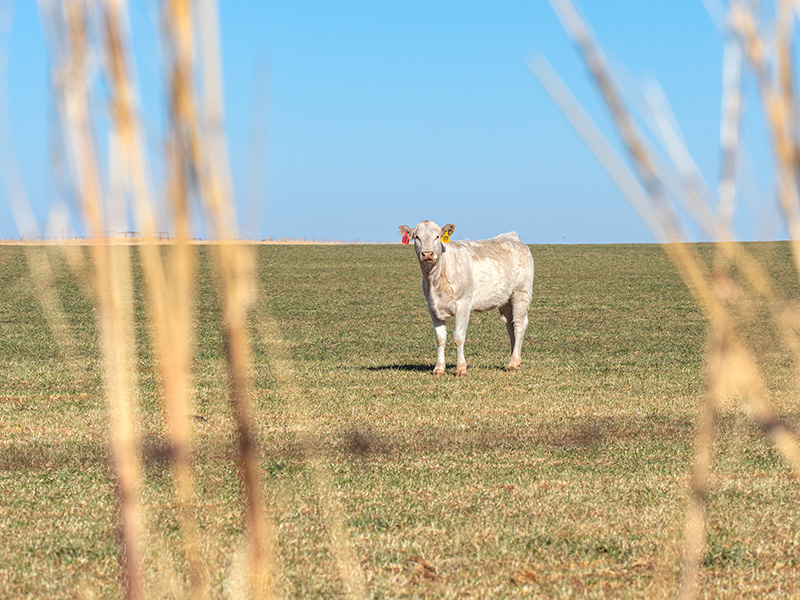 Drought Raises Questions About When, How to Cull Cattle Herds | Drovers
