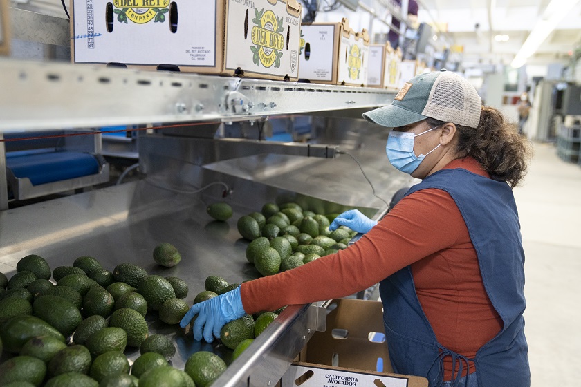 Del Rey Avocado completes overhaul of Fallbrook packinghouse | The Packer