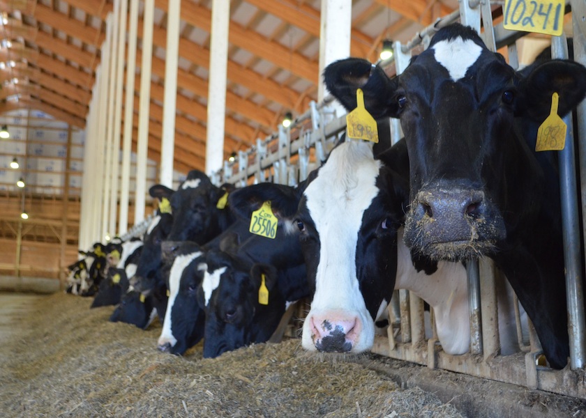 Feeding Strategies to Mitigate Heat Stress | Dairy Herd