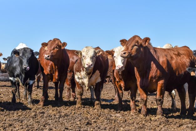 Retained Ownership? - Part 3, Beef Quality Grades | Drovers