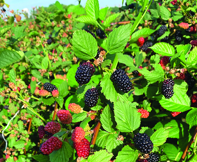 All berry varieties prove popular in summer | The Packer