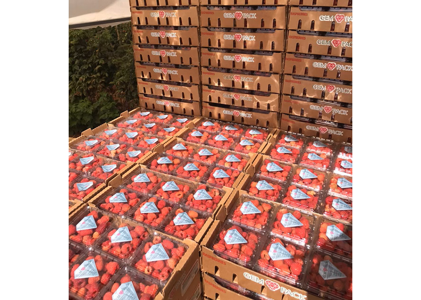 Gem-Pack Berries progressing after merger | The Packer