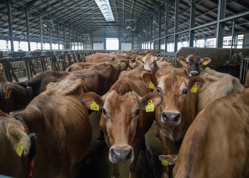Texas Leads the Way in Year-Over-Year Cow Number Growth | Dairy Herd