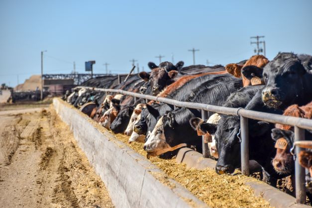 Cash Fed Cattle Steady, Feeder Cattle and Calves Post Significant Gains ...