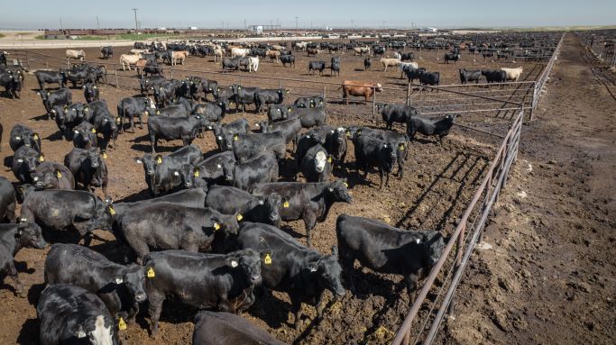Cattle on Feed Report neutral compared to expectations | Pro Farmer