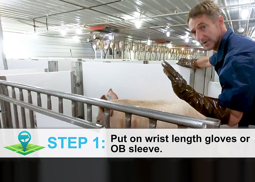 Consistency is Critical When Training New Boar Stud Employees | Pork ...