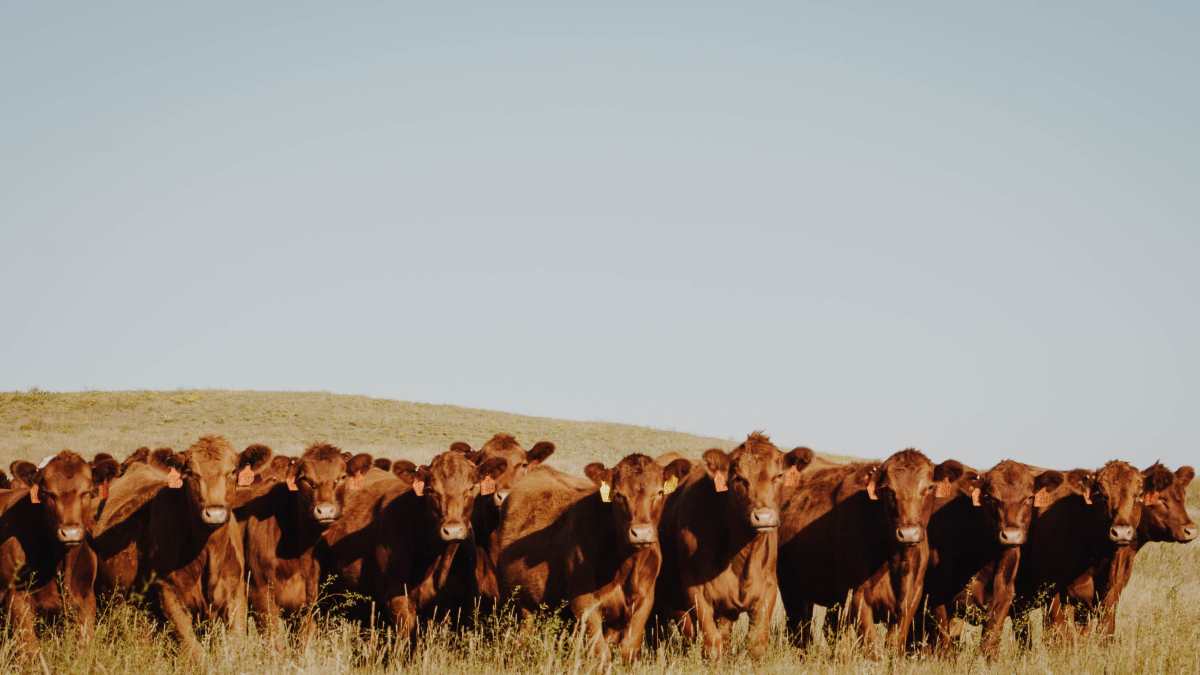 “Beef Innovation” is new name of Nebraska Integrated Beef Systems Hub ...