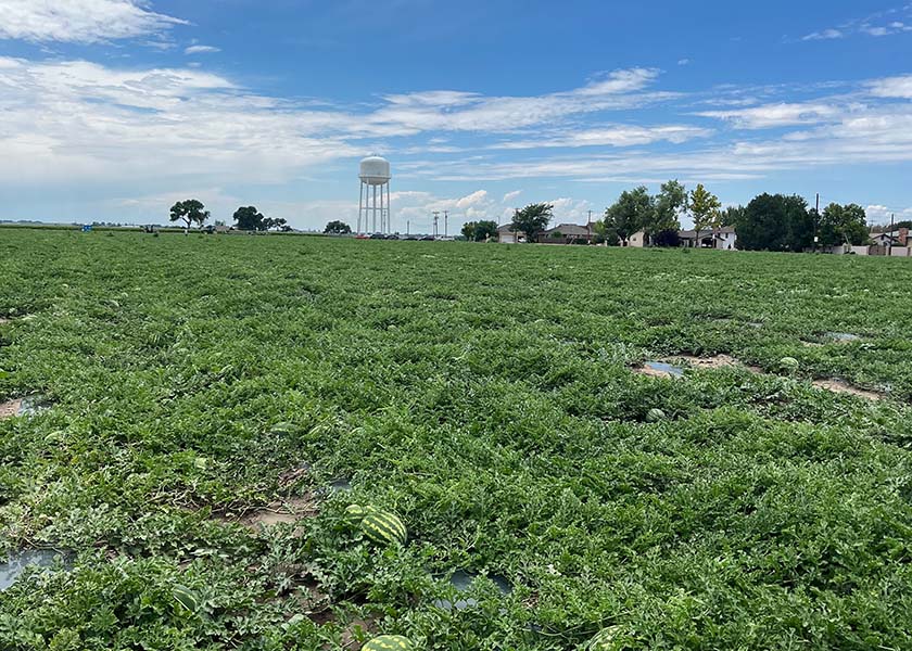 Hirakata Farms weathers water, labor challenges | The Packer