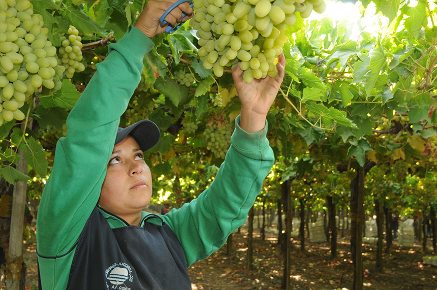 Chilean grape industry prepared to ‘move forward with greater force ...