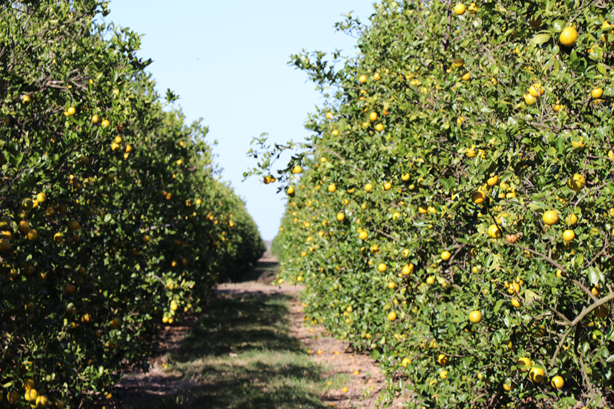 Florida citrus volume down significantly, say grower-shippers | The Packer