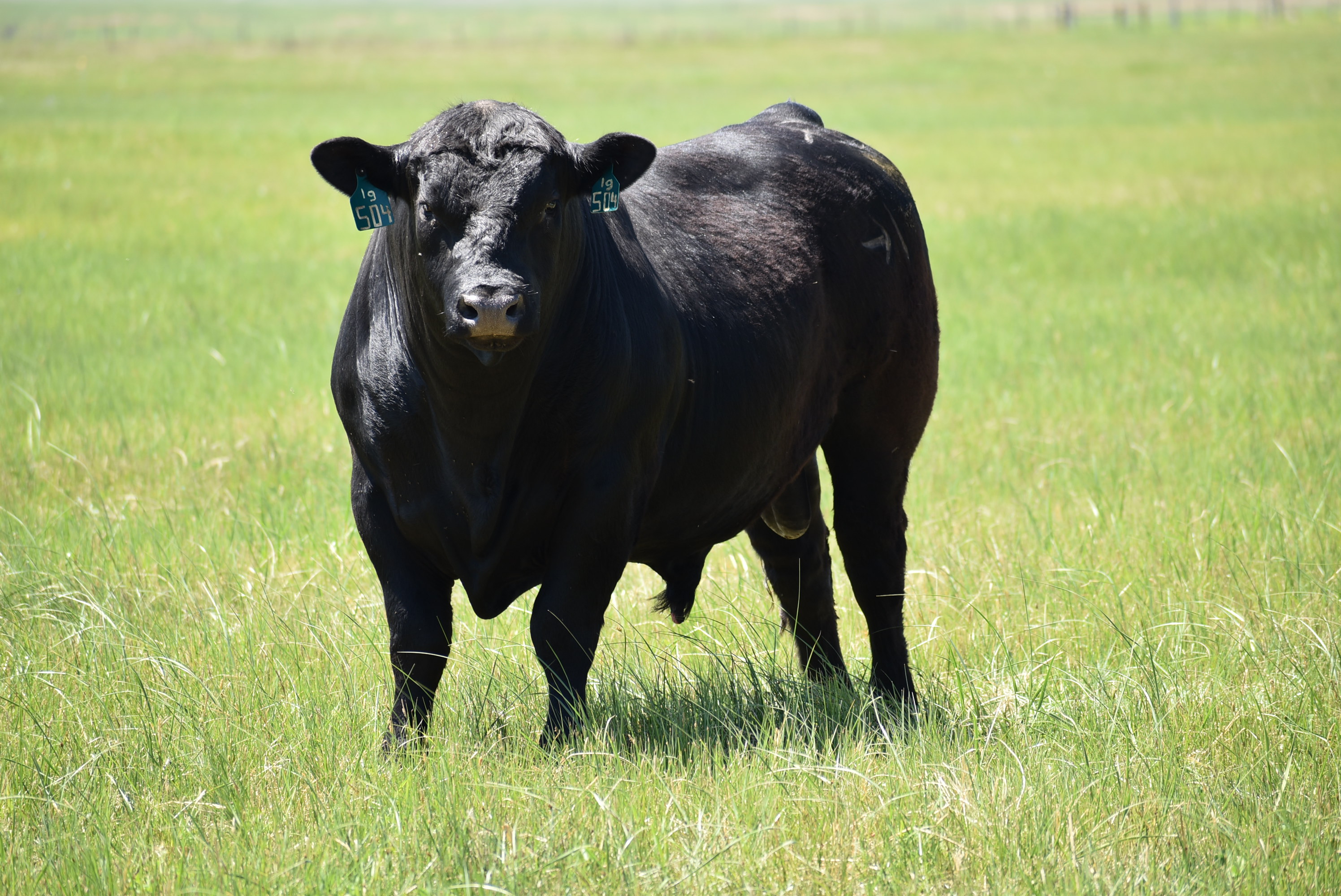 Bulls in the Off-Season: Prepare Now for Breeding Season | Drovers