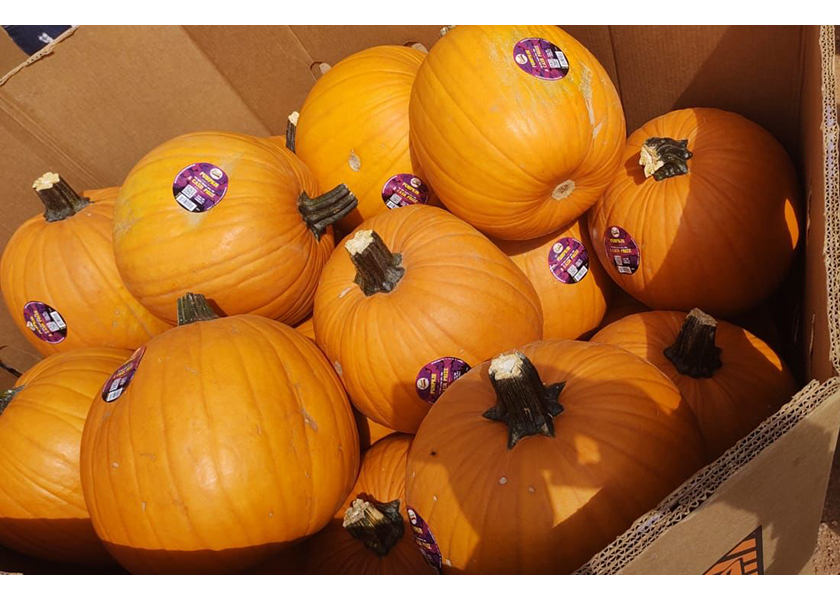 Fresh Farms pumpkin sales off to a strong start | The Packer