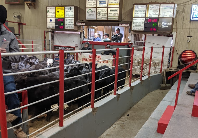 Cattle Auction Preparations: A Sale Day Checklist for Ranchers | Drovers