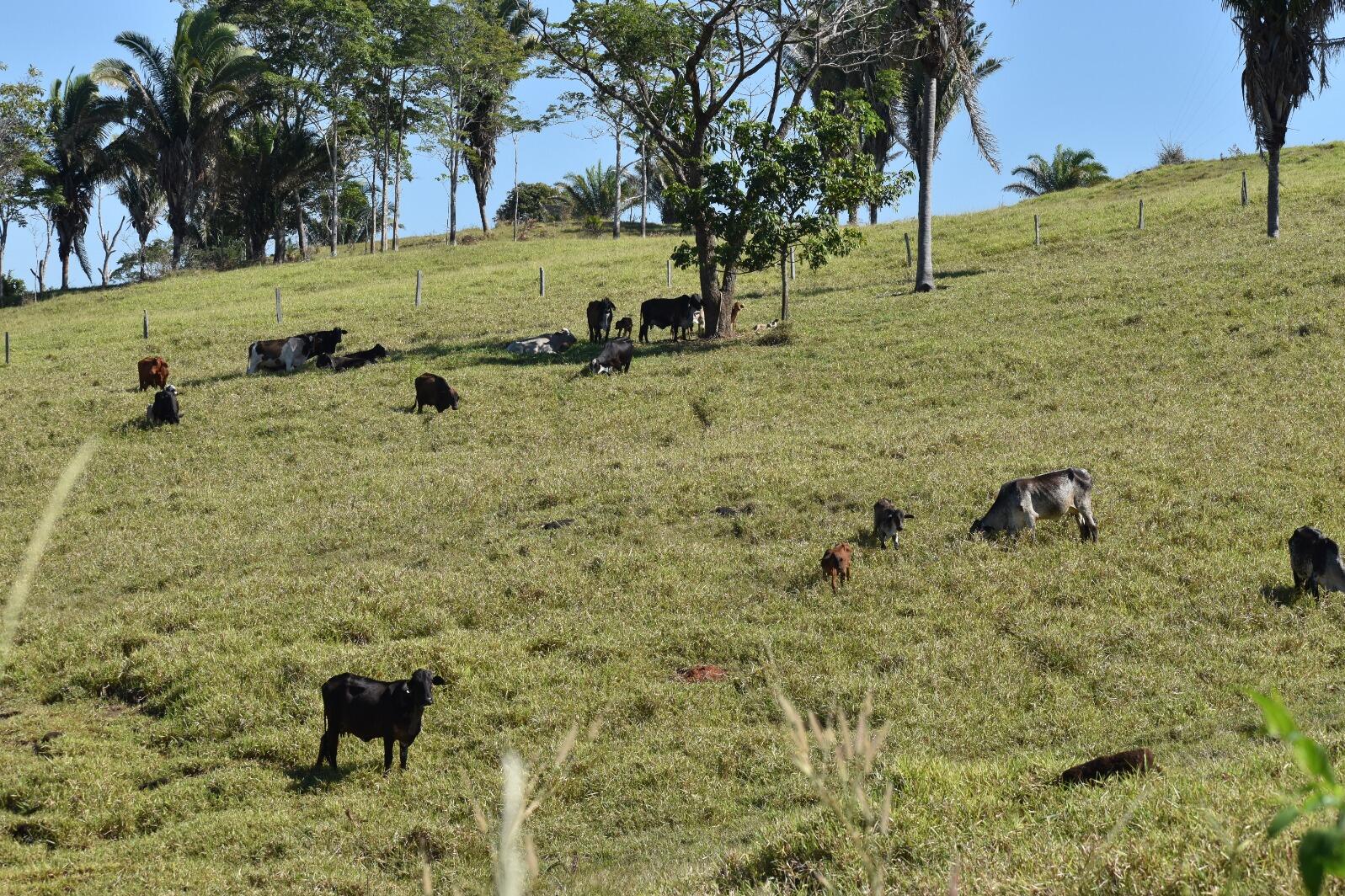How Cattle Ranchers in Brazil Cope with Weather Shocks | Drovers