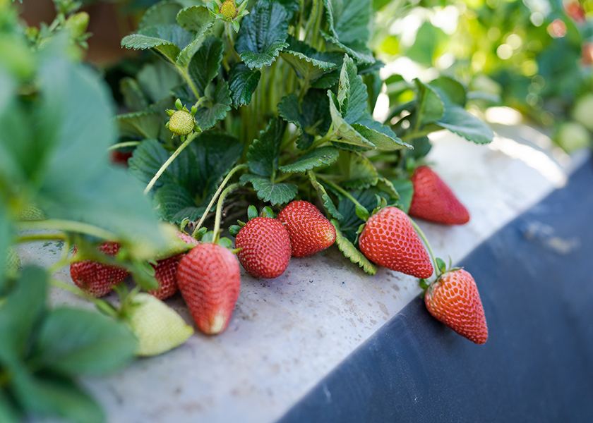 California Giant Berry Farms expects strong fall strawberry harvest ...