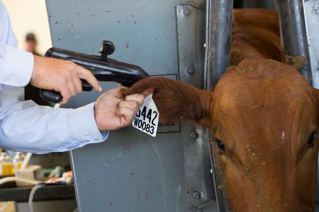 Beck: Implanting Calves Preweaning | Drovers