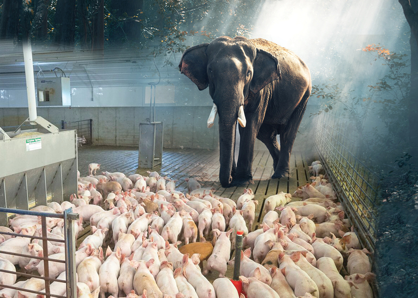 The Elephant In The Barn: Why We Can’t Ignore This Risk on the Pig Farm ...