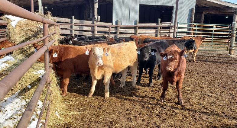 Considerations for Backgrounding Calves | Drovers